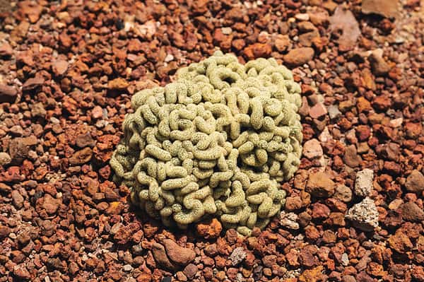 Brain Cactus - A-Z Animals