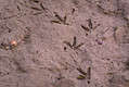 Bird Tracks: Identification Guide for Snow, Mud, and More - A-Z Animals