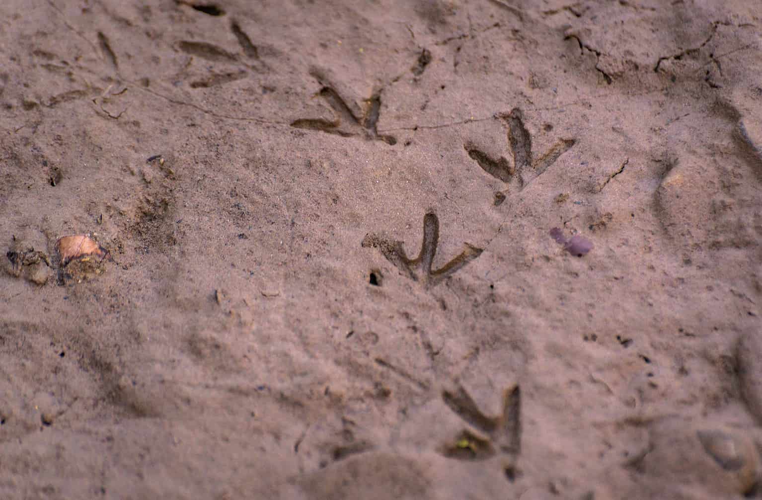 Bird Tracks: Identification Guide for Snow, Mud, and More - A-Z Animals