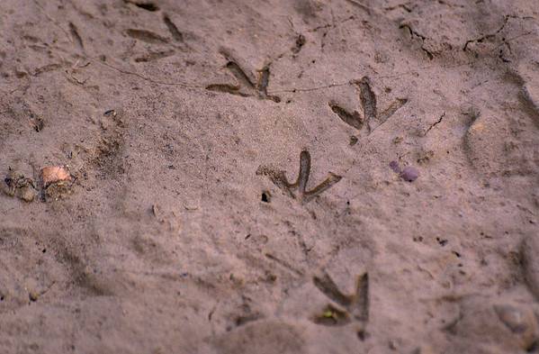 Bird Tracks: Identification Guide for Snow, Mud, and More - A-Z Animals