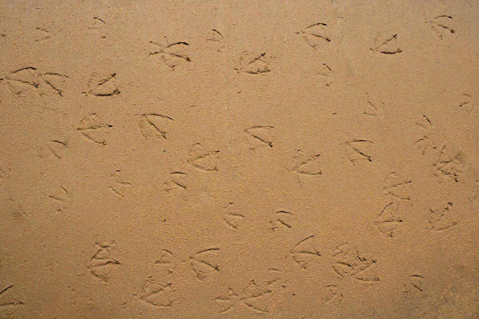 Bird Tracks: Identification Guide for Snow, Mud, and More - A-Z Animals