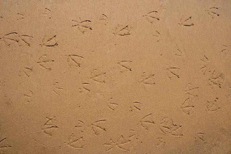 Backyard Animal Tracks Identification: A Complete Guide for 2024 - A-Z ...