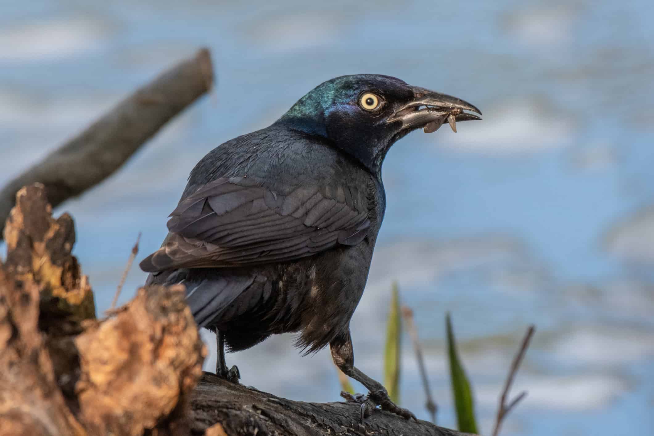 Common Grackle Animal Facts - Quiscalus quiscula - A-Z Animals