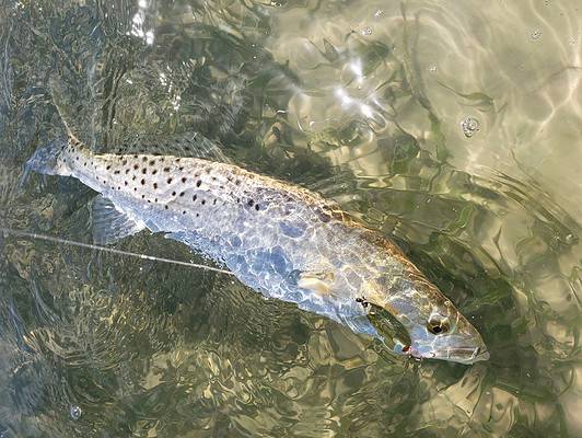 Sea Trout Animal Facts - Salmo trutta - A-Z Animals