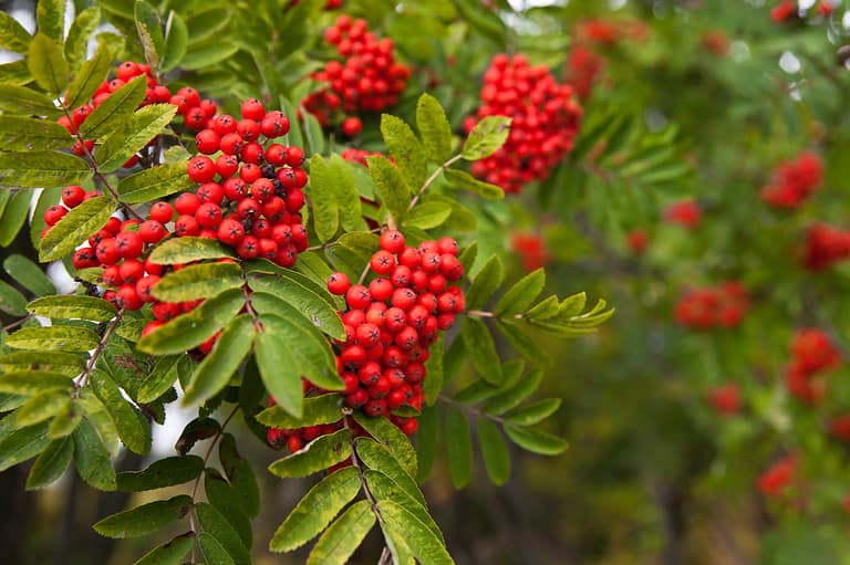 5 Incredible Trees Native to Iceland - A-Z Animals