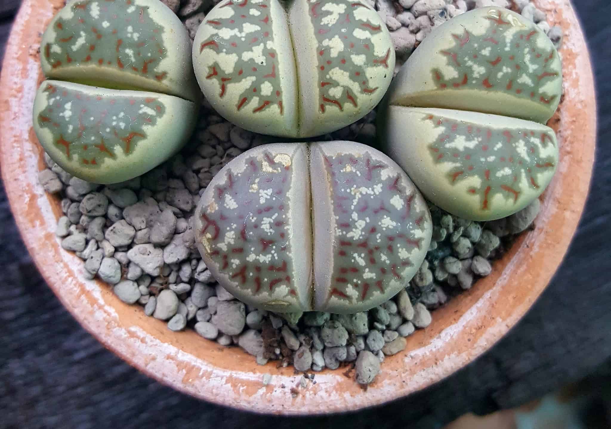 Types of Split Rock Succulents: 10 Eye-Catching Varieties - A-Z Animals