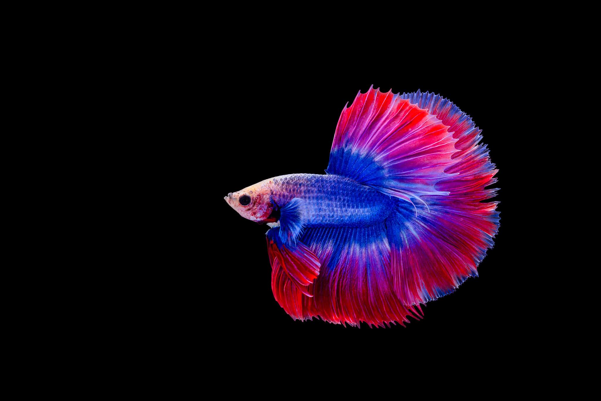 Discover 9 Types Of Fighter Fish - A-Z Animals