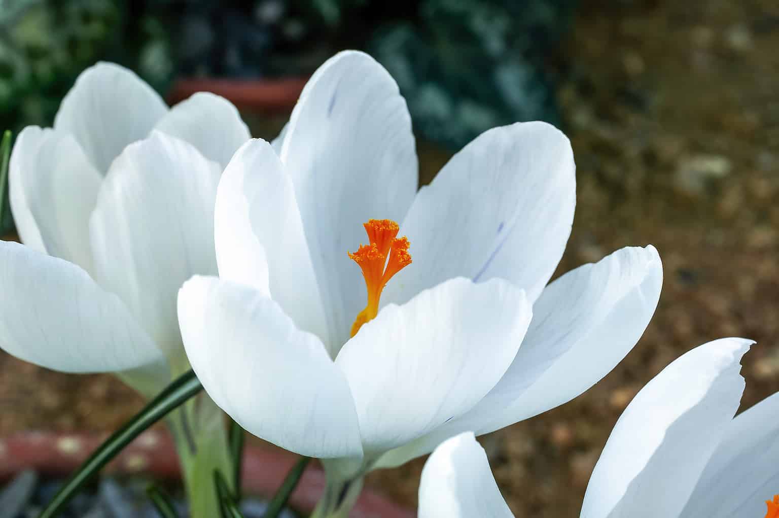 Crocus Bulbs: Varieties, How to Propagate, and Care Guide