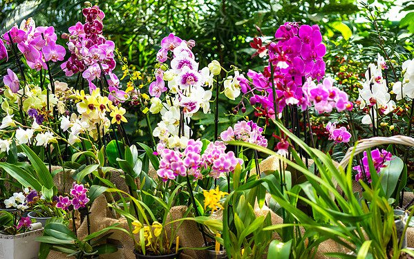 Discover The National Flower of Kenya: Orchid - A-Z Animals