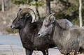 Discover the 8 Official State Animals of Colorado - A-Z Animals