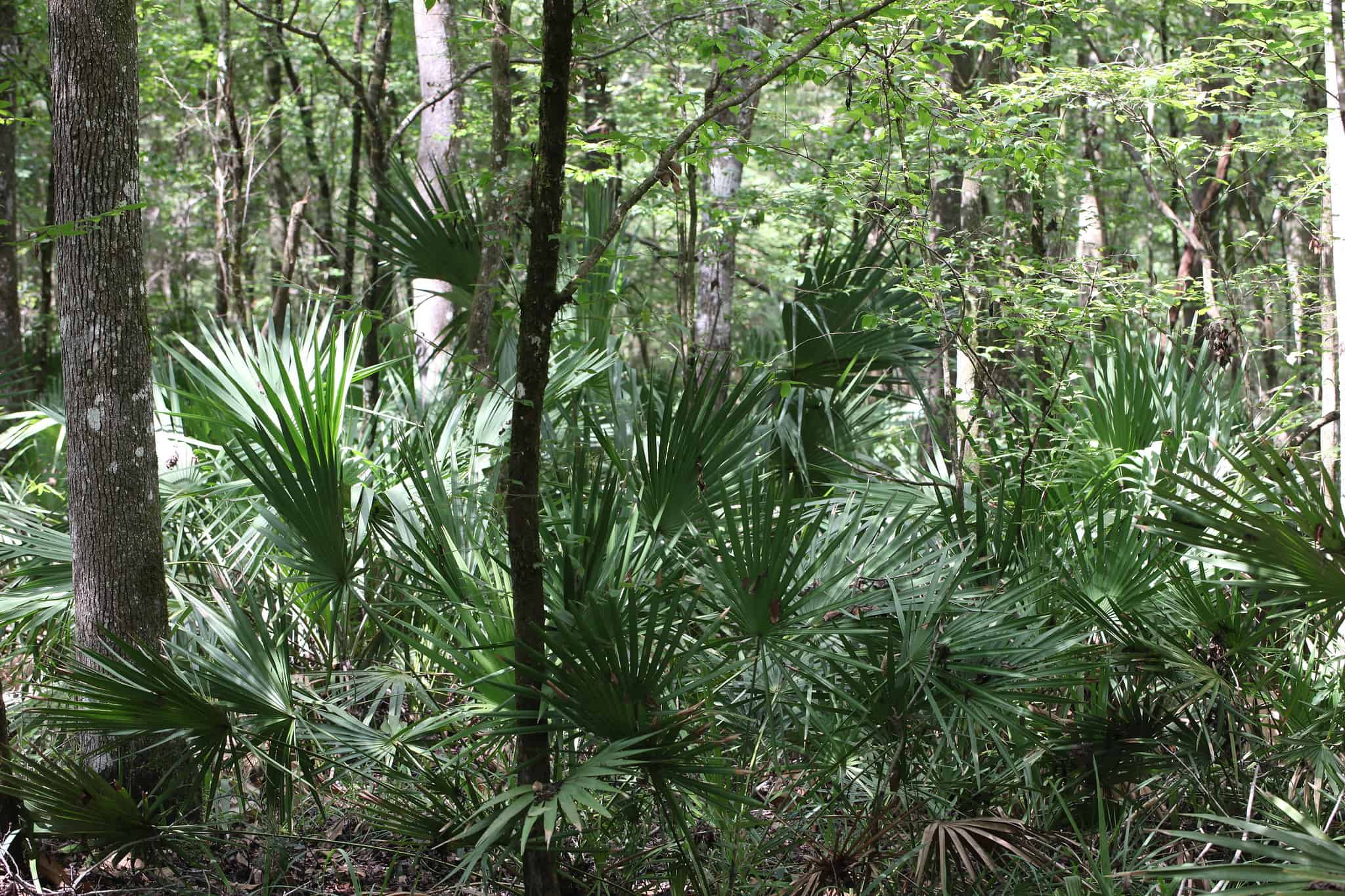 Palm Trees in Texas - A-Z Animals