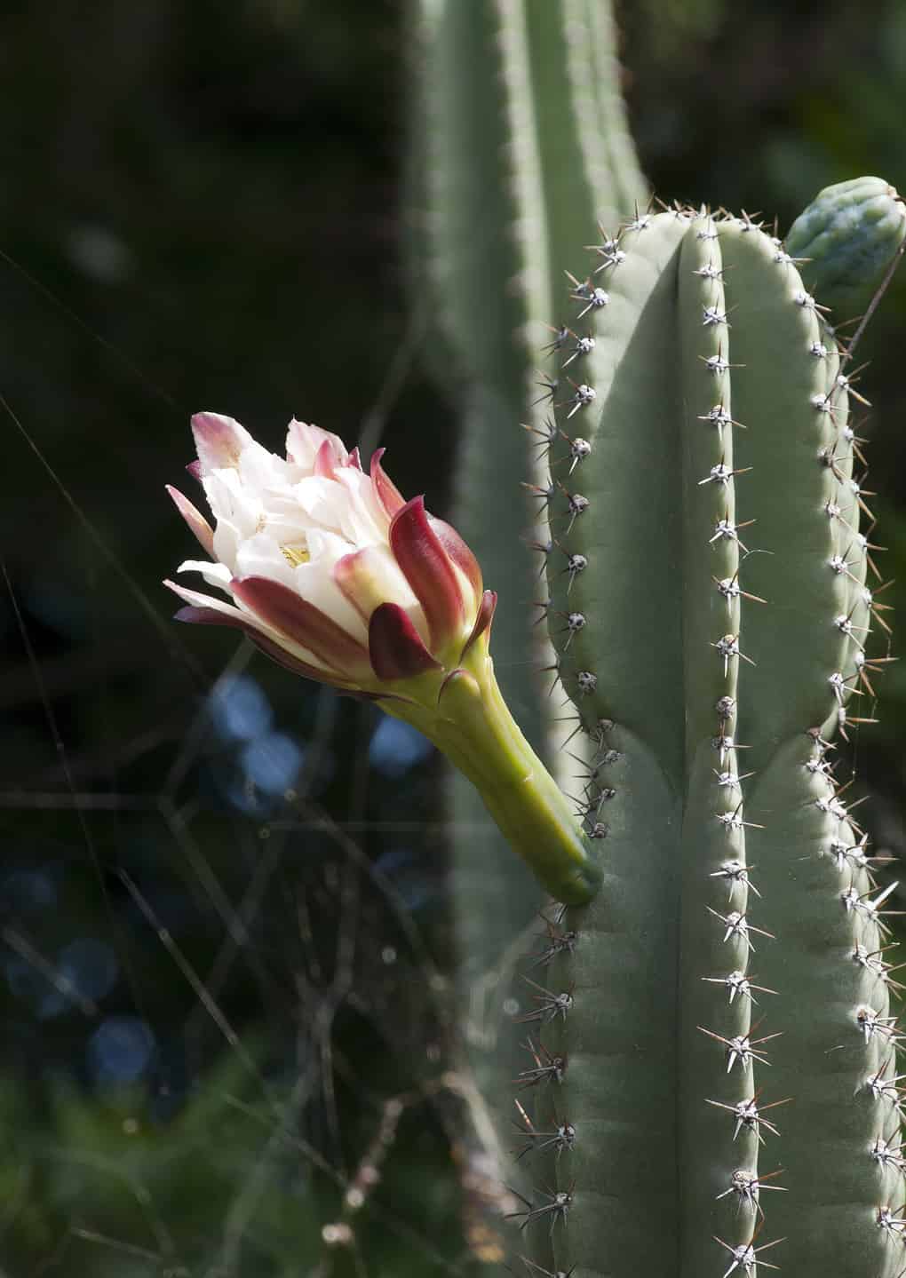 Peruvian Apple Cactus - Varieties, How to Propagate and More - AZ Animals