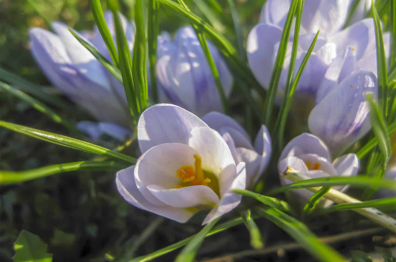 Crocus Bulbs: Varieties, How to Propagate, and Care Guide