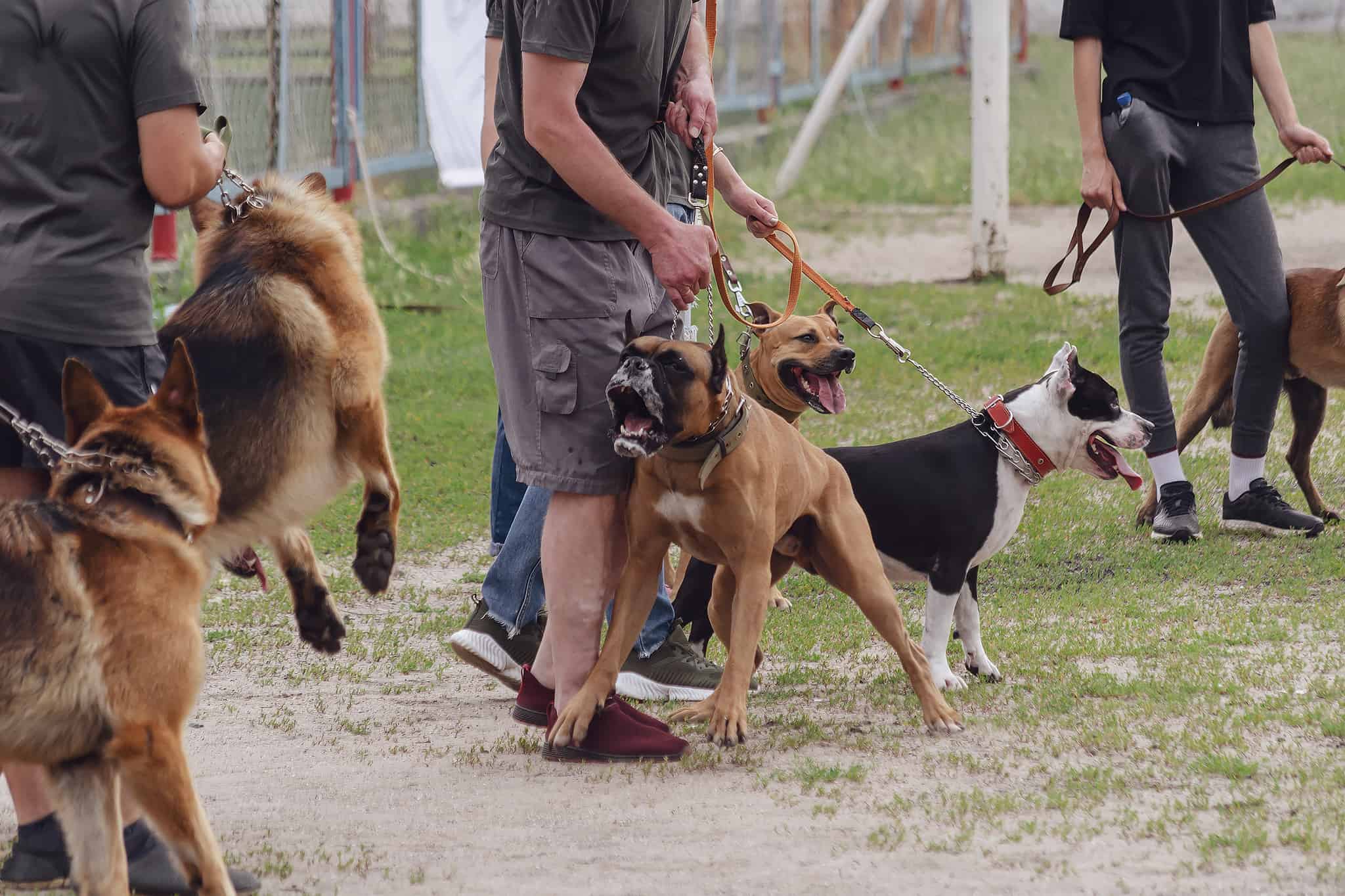 What Every Owner Needs to Know About Ear Cropping in Dogs - A-Z Animals