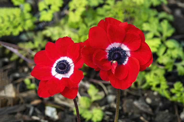Discover The National Flower of Israel: Anemone Coronaria - A-Z Animals