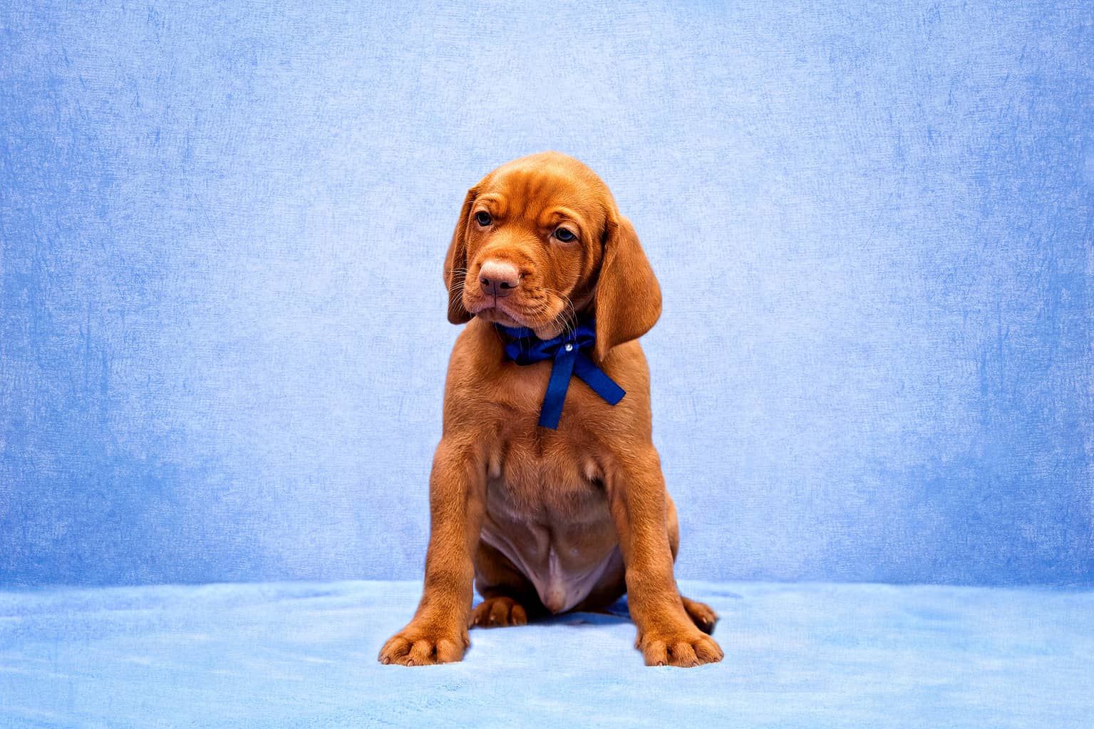 Vizsla Progression: Growth Chart, Milestones, and Training Tips - A-Z ...