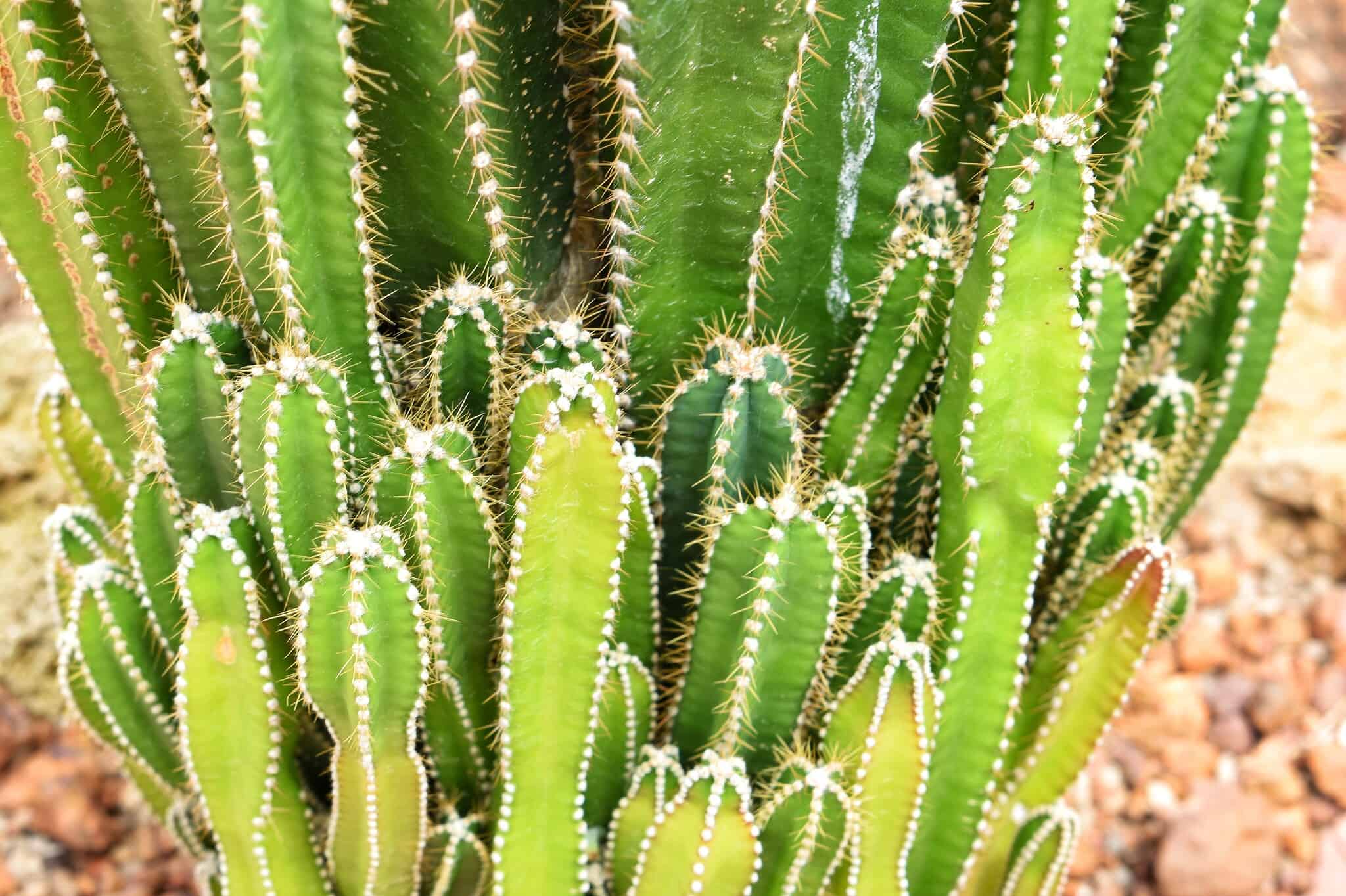Fairy Castle Cactus - A-Z Animals