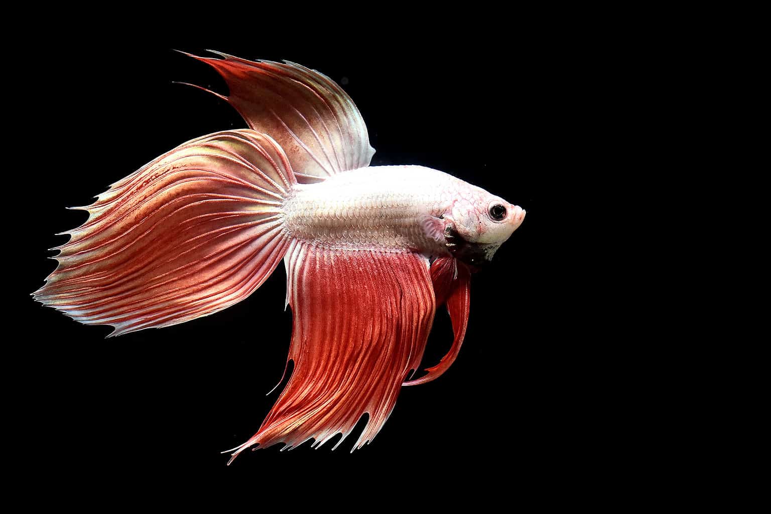 Discover 9 Types Of Fighter Fish - A-Z Animals