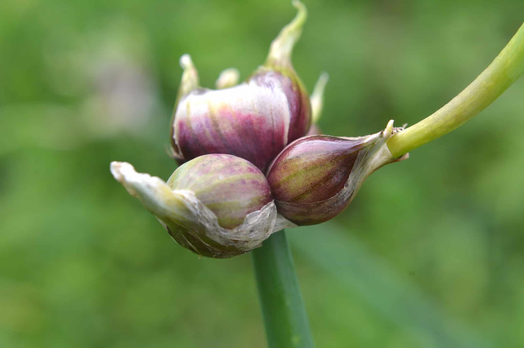 Allium Bulbs: Varieties, Propagation, and More