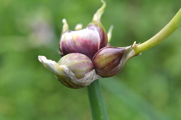 Allium Bulbs: Varieties, Propagation, and More