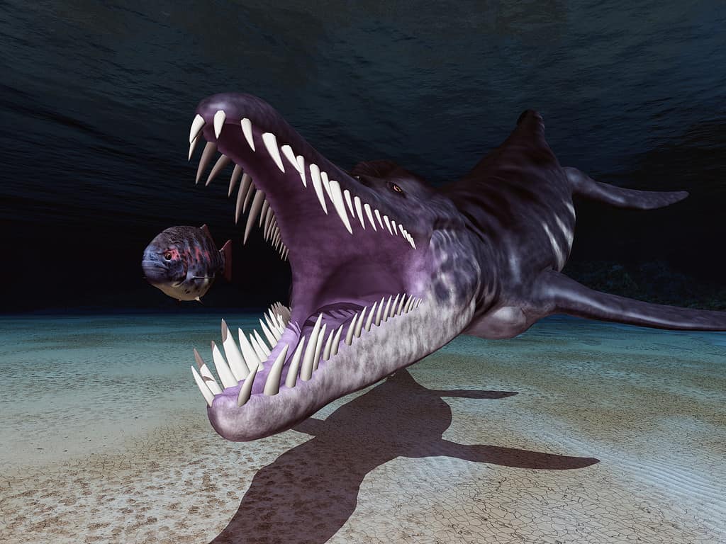 Liopleurodon Animal Pictures | A-Z Animals