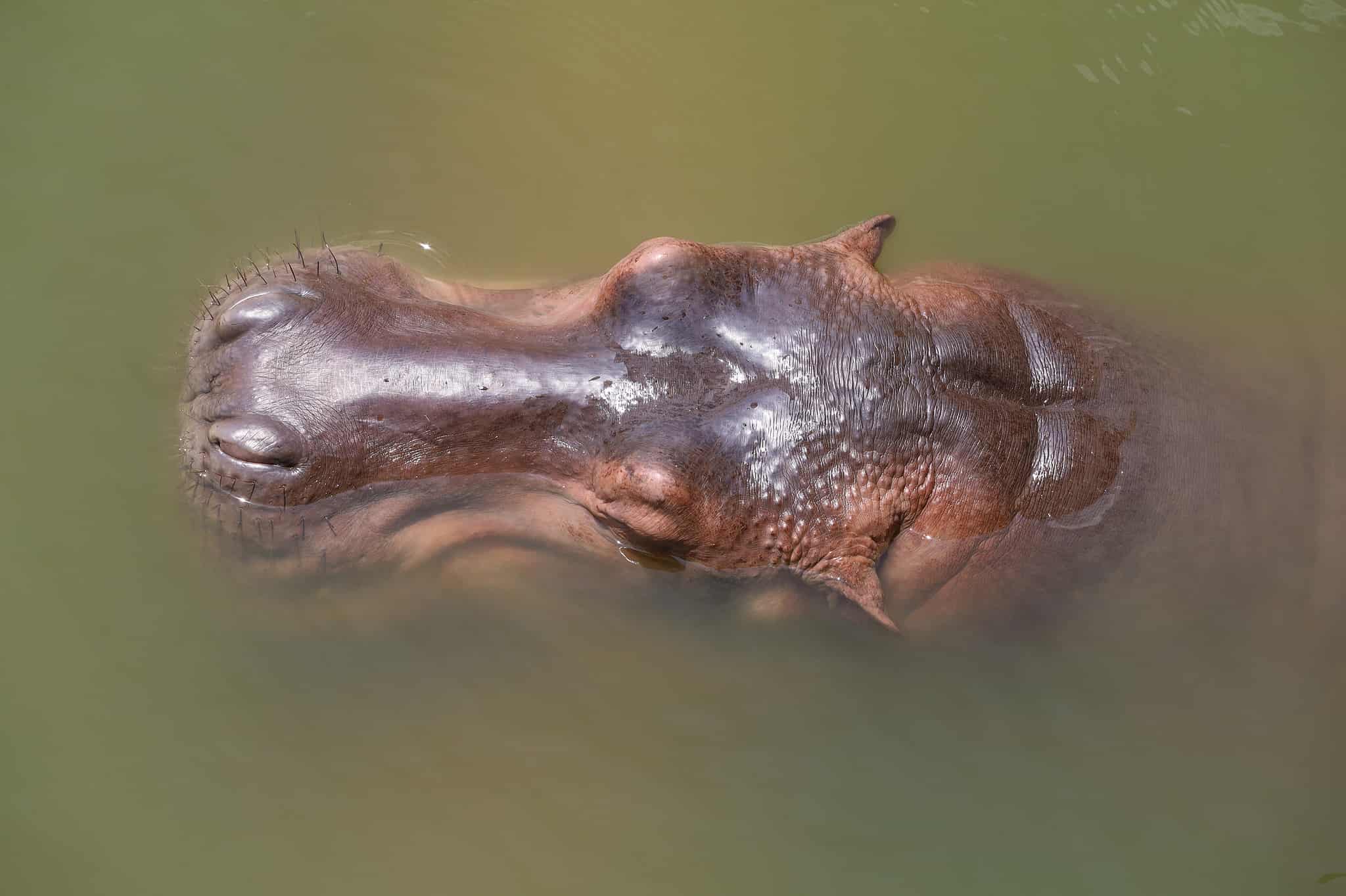 How Long Can Hippos Hold Their Breath Underwater? - A-Z Animals