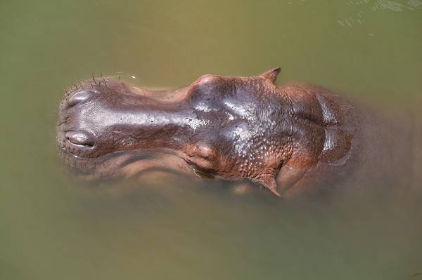 How Long Can Hippos Hold Their Breath Underwater? - A-Z Animals