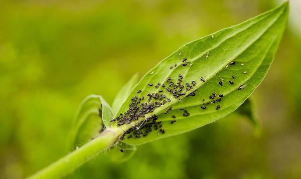 8 Real-Life Six-Legged Animals You Have to See to Believe - A-Z Animals