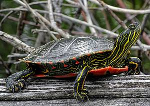 Discover the 8 Official State Animals of Colorado - A-Z Animals