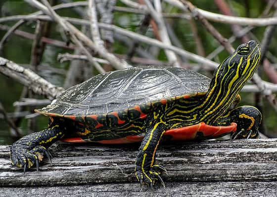 Discover the 9 Official State Animals of Vermont - A-Z Animals