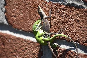 How Do Lizards Mate? - A-Z Animals