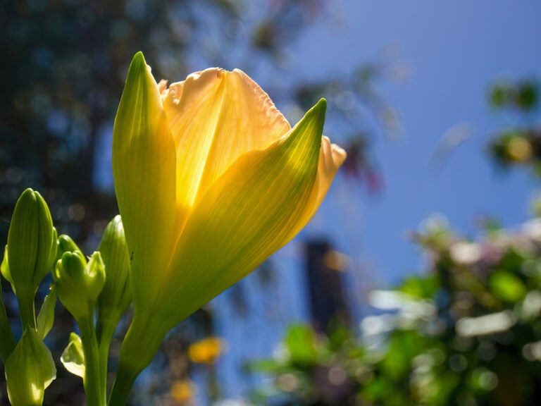 5 Types of Yellow Lilies - A-Z Animals