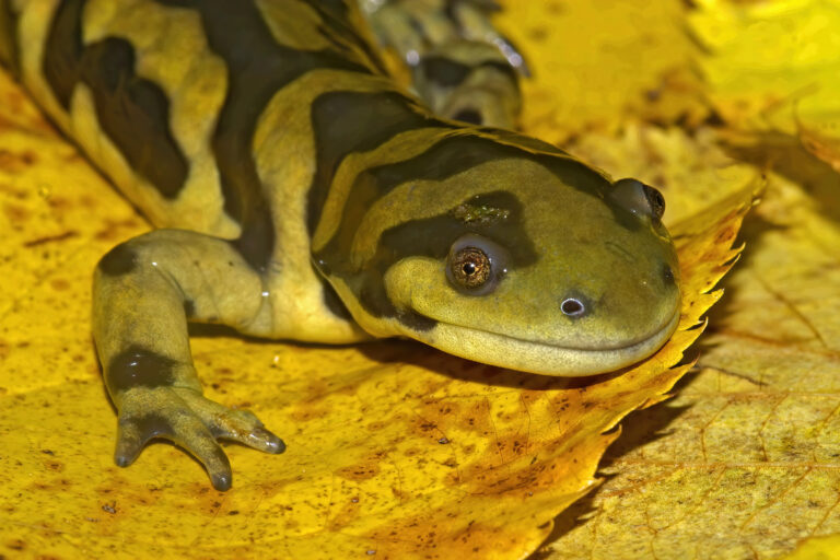 Discover the 9 Official State Animals of Kansas - A-Z Animals