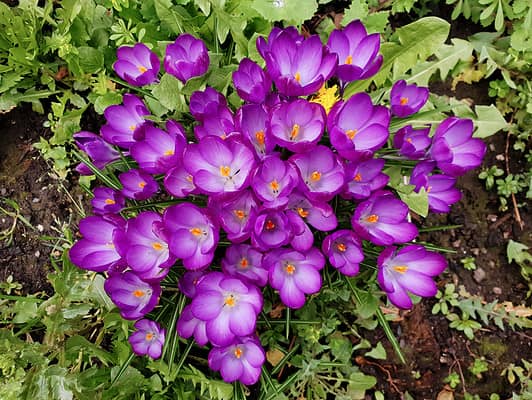 26 Types of Crocuses to Grow This Spring