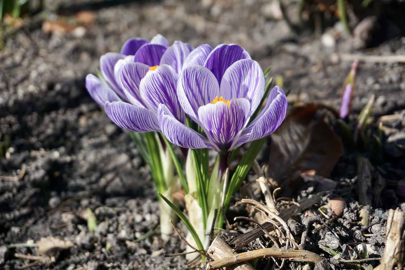 26 Types of Crocuses to Grow This Spring