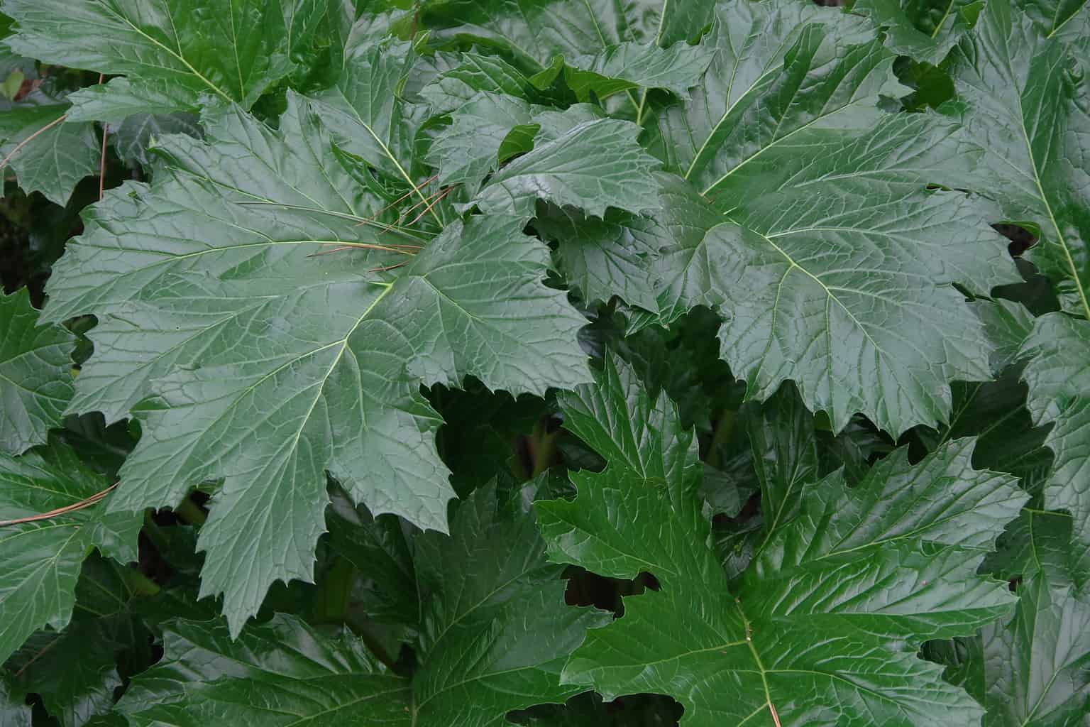 Discover the National Flower of Greece: Bear's Breech - A-Z Animals