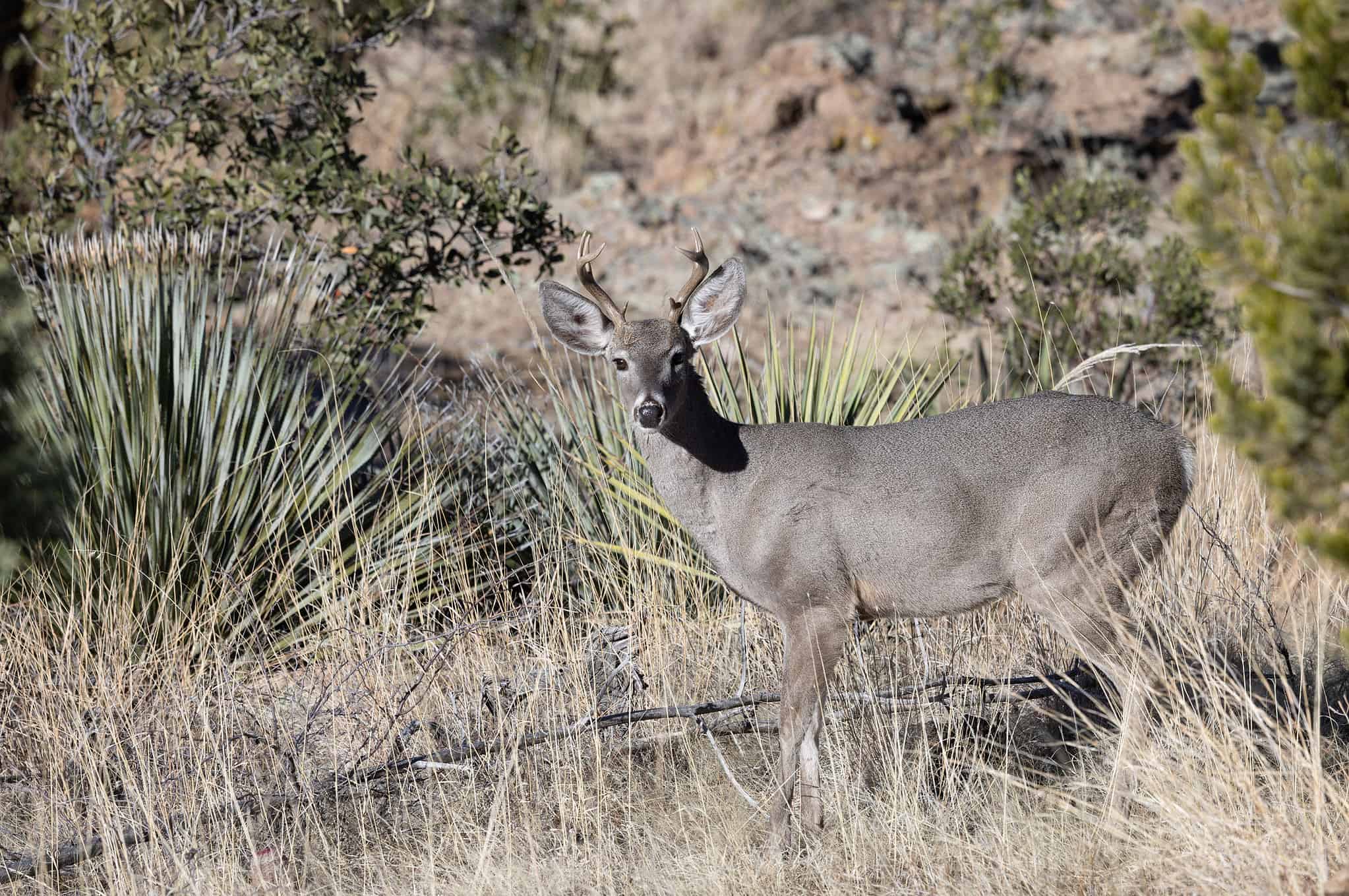 Catch Arizona Deer Sparring and Chasing During Rut Season - A-Z Animals