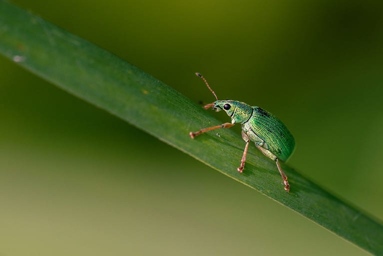 Discover 10 Types of Green Beetles - A-Z Animals