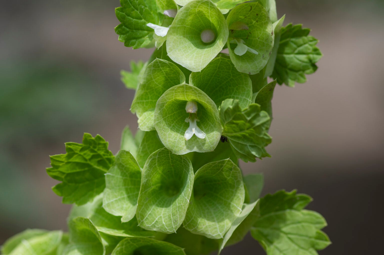 20 Incredible Flowers That Mean Good Luck - A-Z Animals