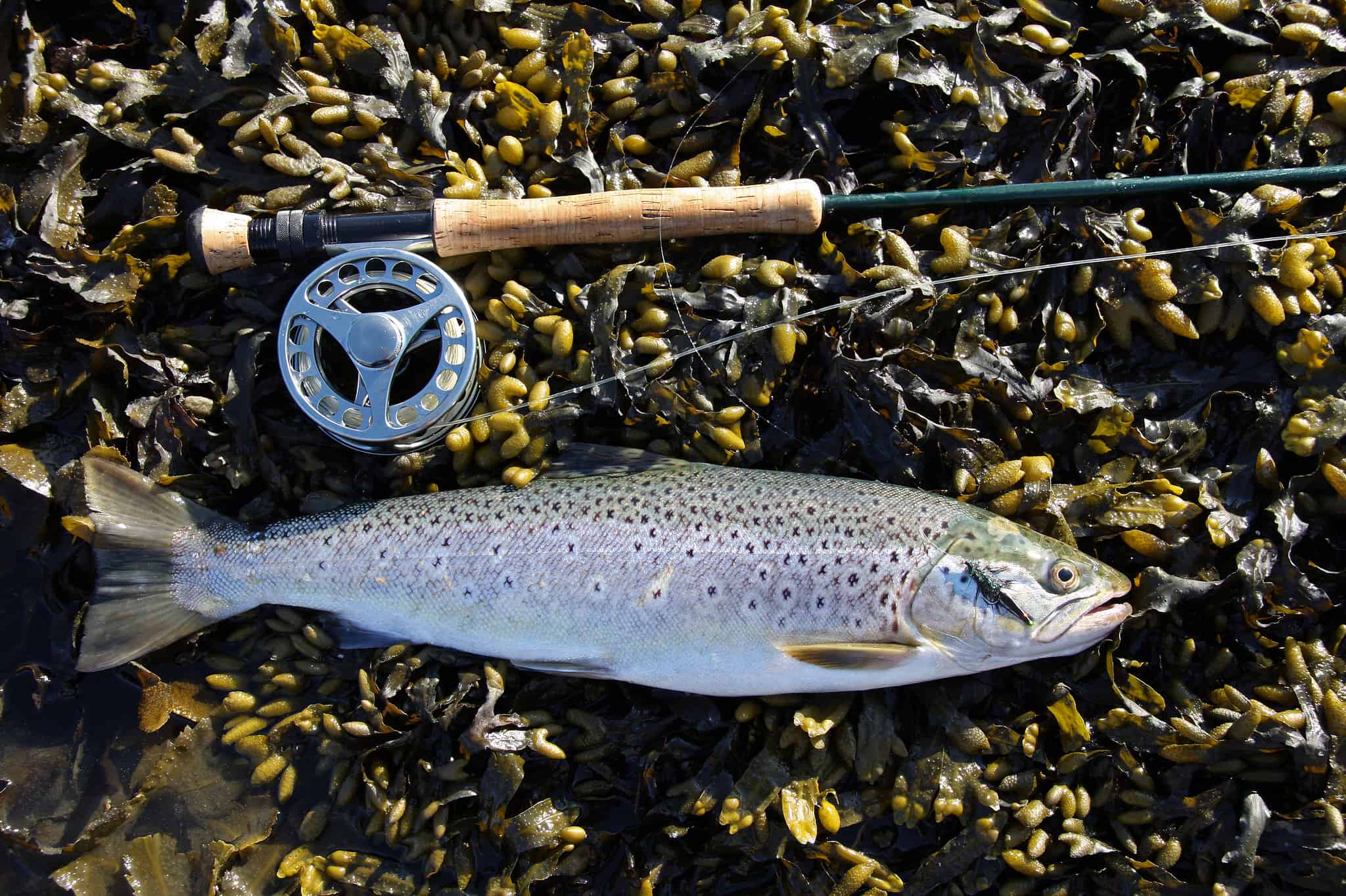 Sea Trout Fish Facts - Salmo trutta morpha trutta - A-Z Animals