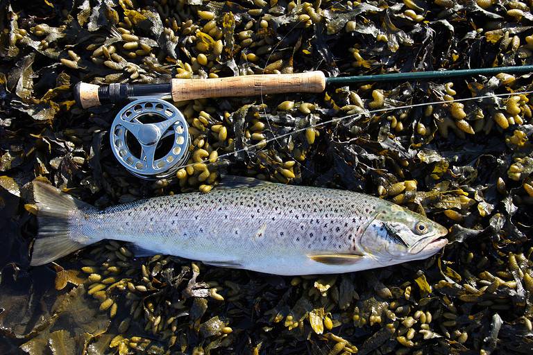 Sea Trout Fish Facts - Salmo trutta morpha trutta - A-Z Animals
