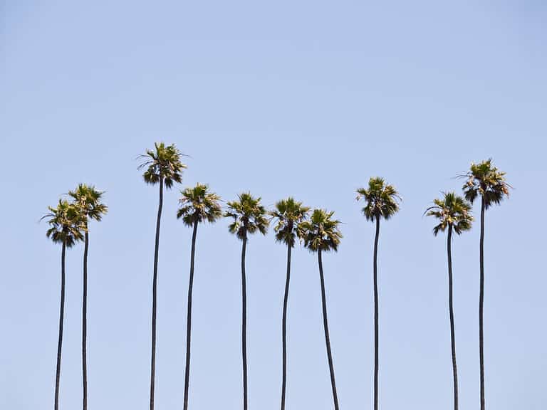 Palm Trees in California - A-Z Animals
