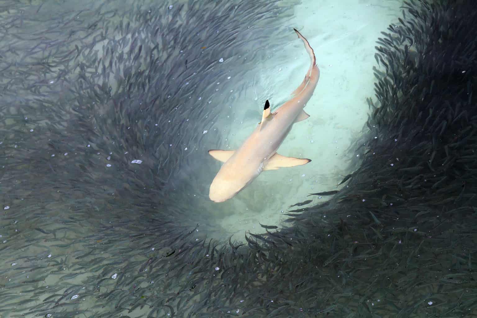 5 Florida Beaches With The Most Shark Attacks - A-Z Animals