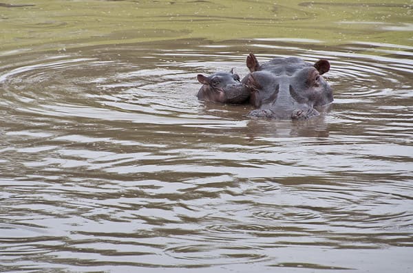 What Is a Group of Hippos Called? - A-Z Animals
