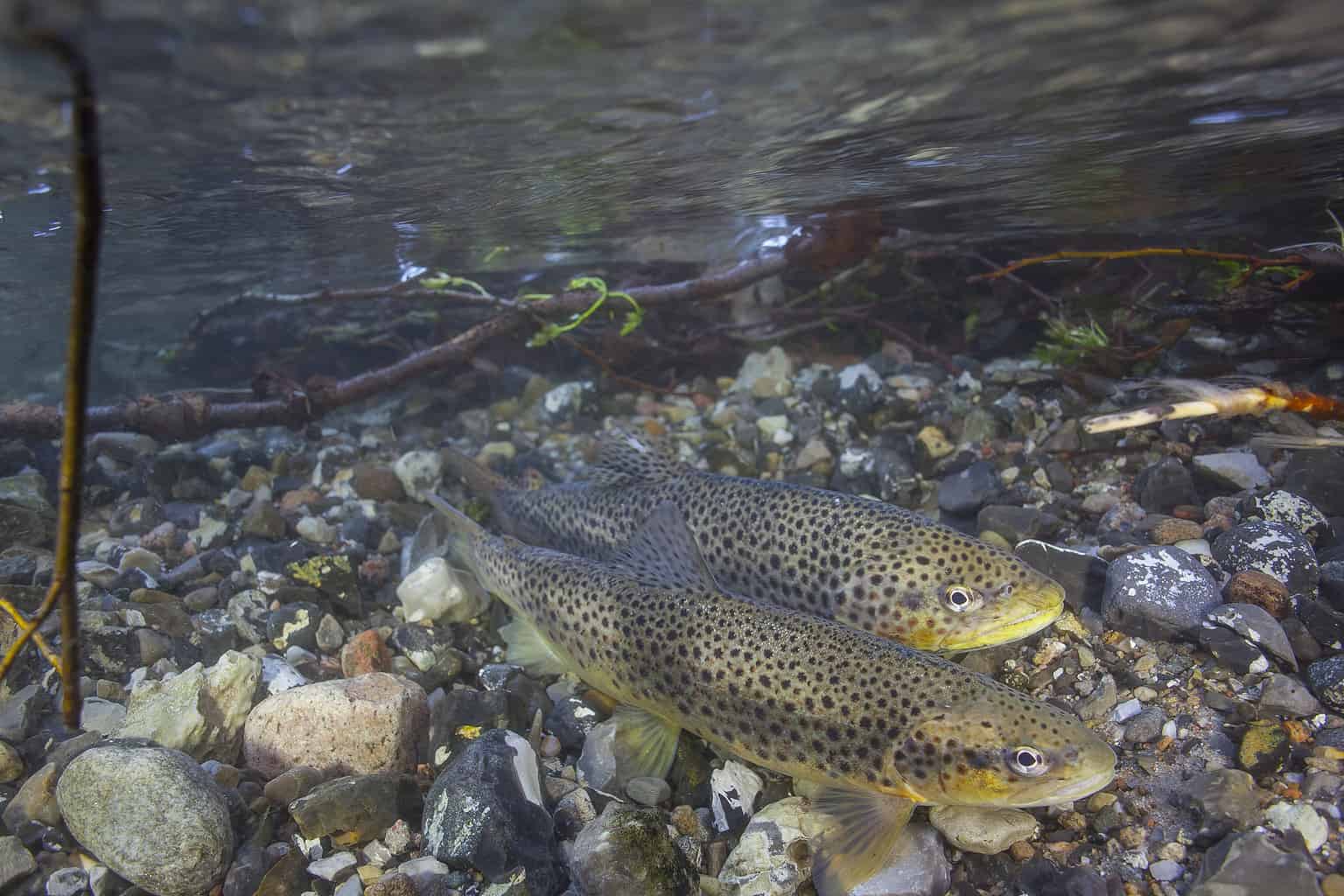 Sea Trout Animal Facts - Salmo trutta - A-Z Animals