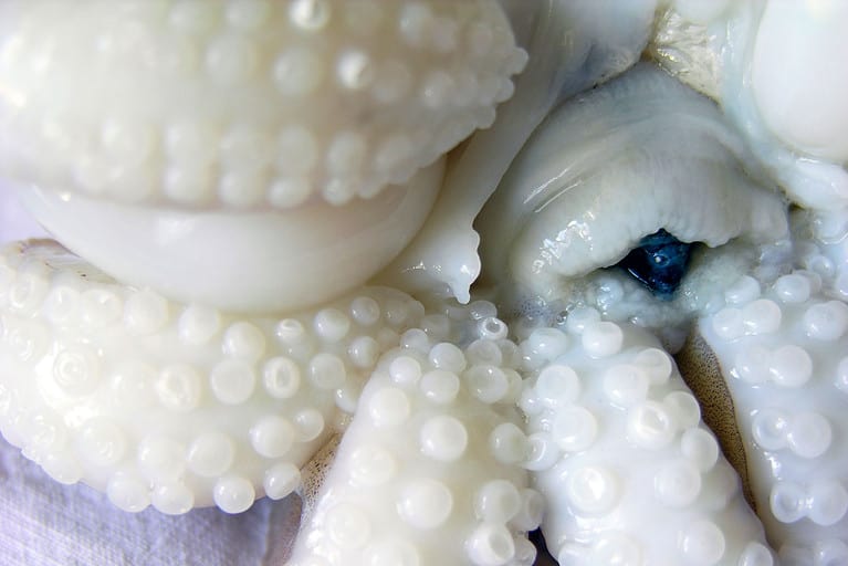 How Many Arms and Tentacles Do Squids Have? - A-Z Animals