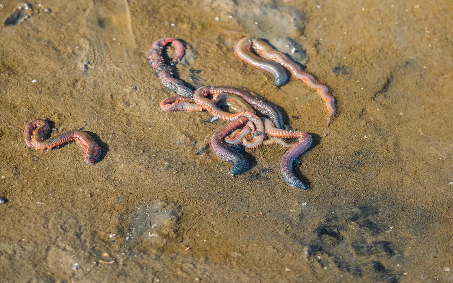 The Ribbon Worm's Fascinating Defense Mechanism - A-Z Animals