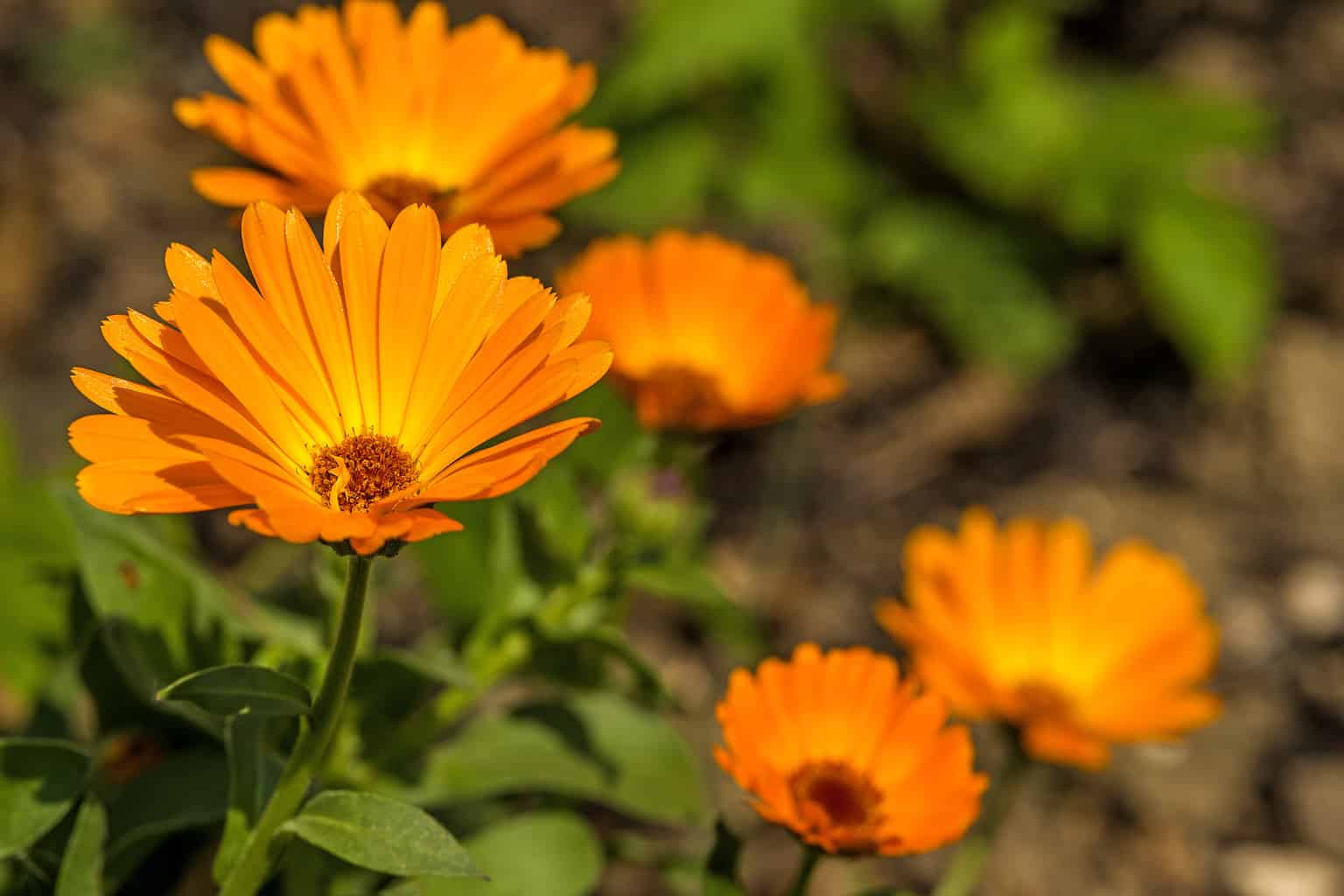 28 Beautiful Flowers That Start With C - A-Z Animals