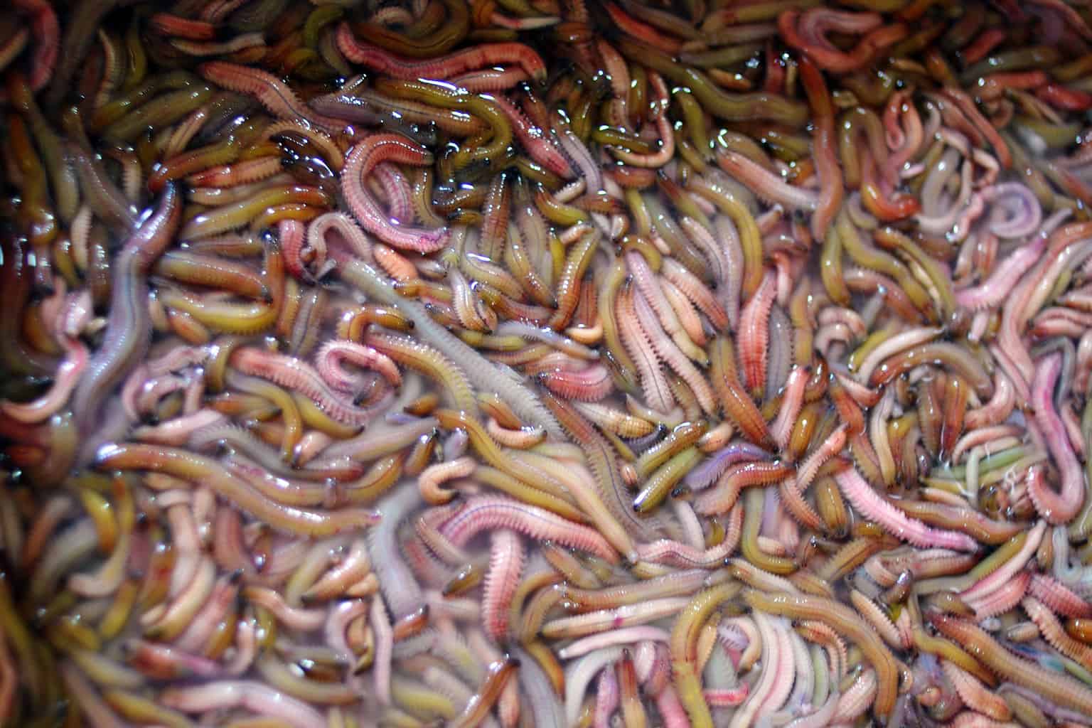 Sandworm Animal Facts - A-Z Animals