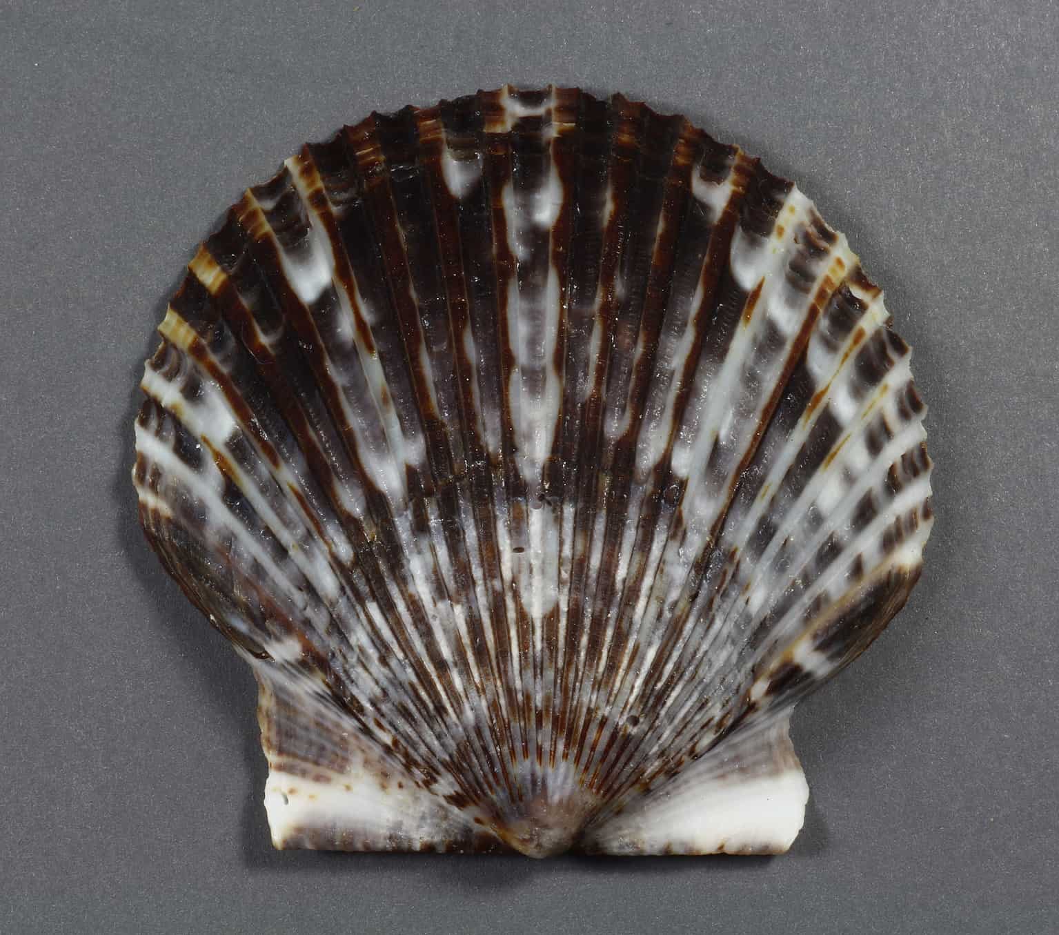 What Are Bivalves? 5 Examples of These Amazing Creatures - A-Z Animals